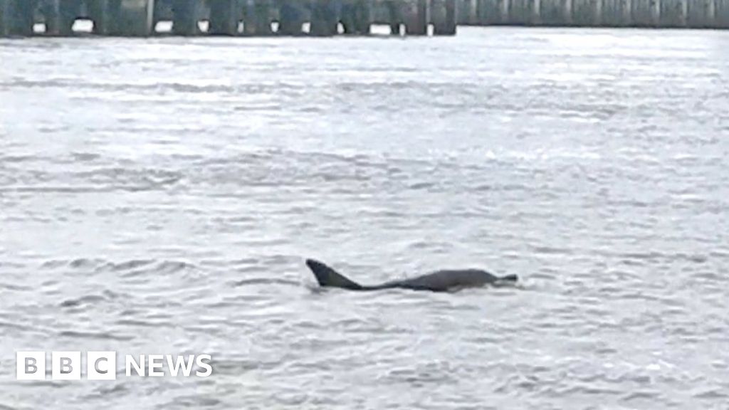 Watch: Dolphin pod spotted in the River Thames