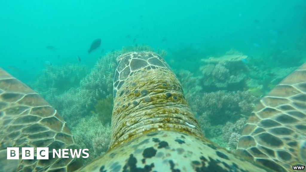 Turtle-cam reveals unique view of Great Barrier Reef - BBC News