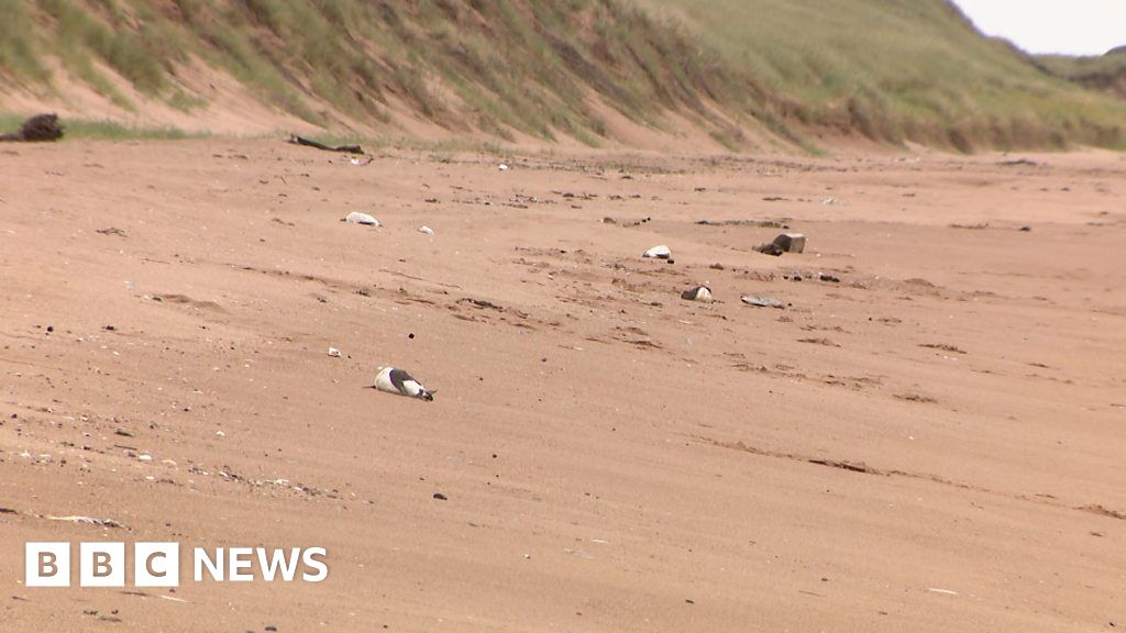 Dead birds removed from beaches after avian flu outbreak
