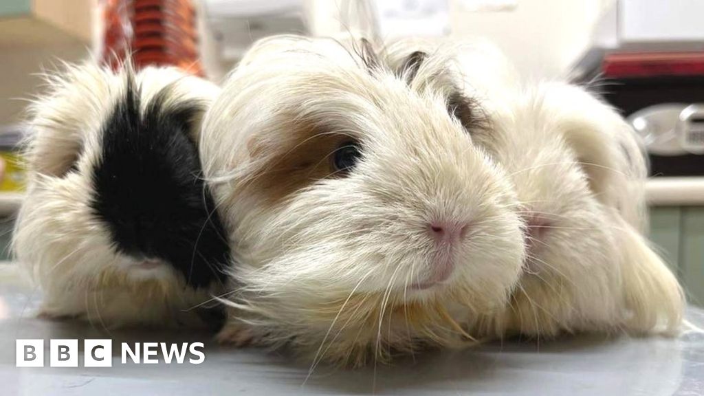 Plea after three guinea pigs found in bag in Shetland