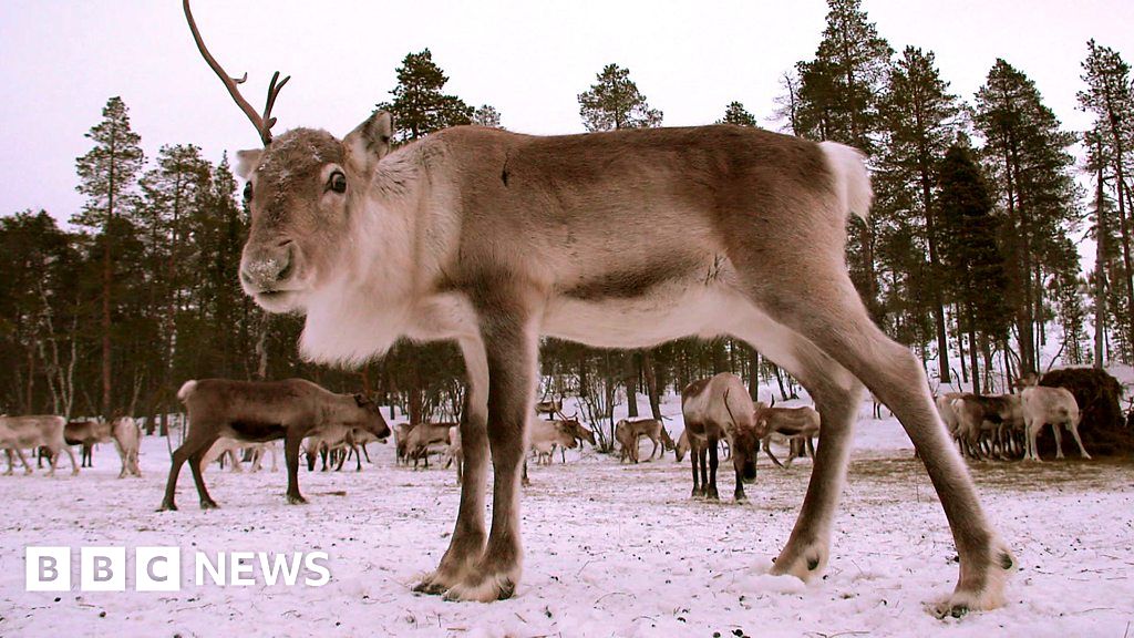 Experiencing life as a reindeer herder - BBC News