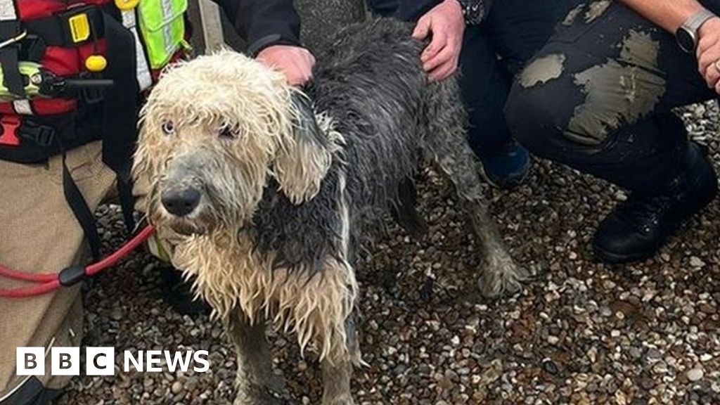 Essex firefighters come to the aid of dog stuck in mud - BBC News