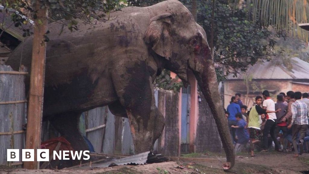 India: Elephant rampage causes panic in West Bengal - BBC News