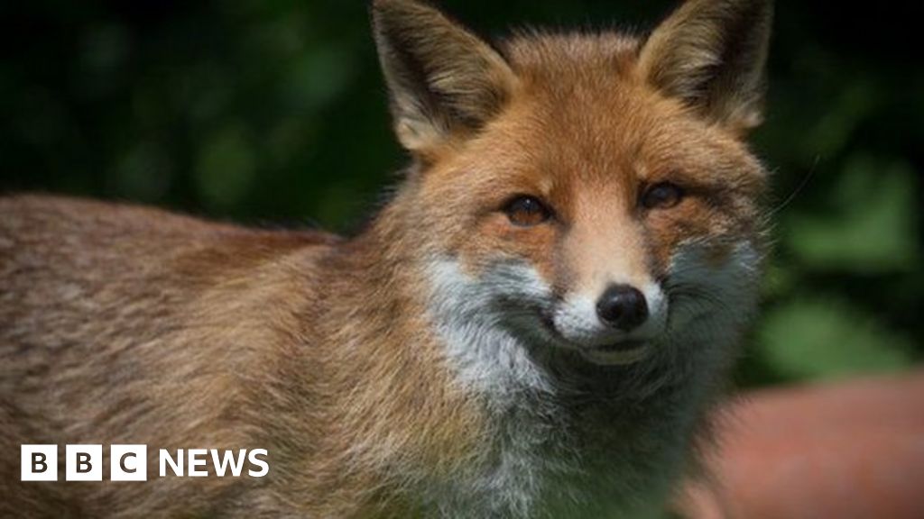 Scottish SPCA appeal over fox killed by dogs in Glasgow - BBC News