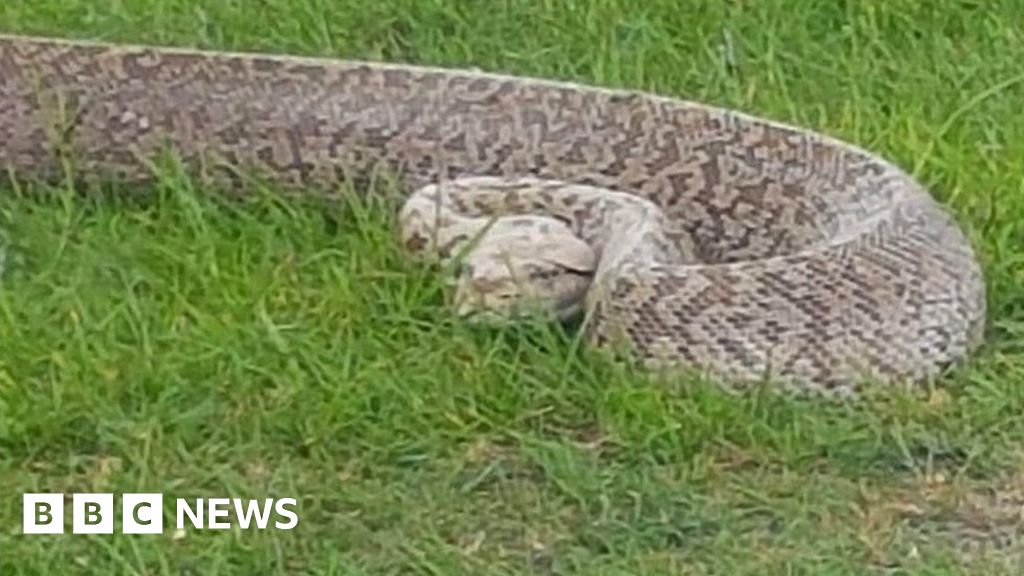 Burmese python found in Wicklow Mountains - BBC News