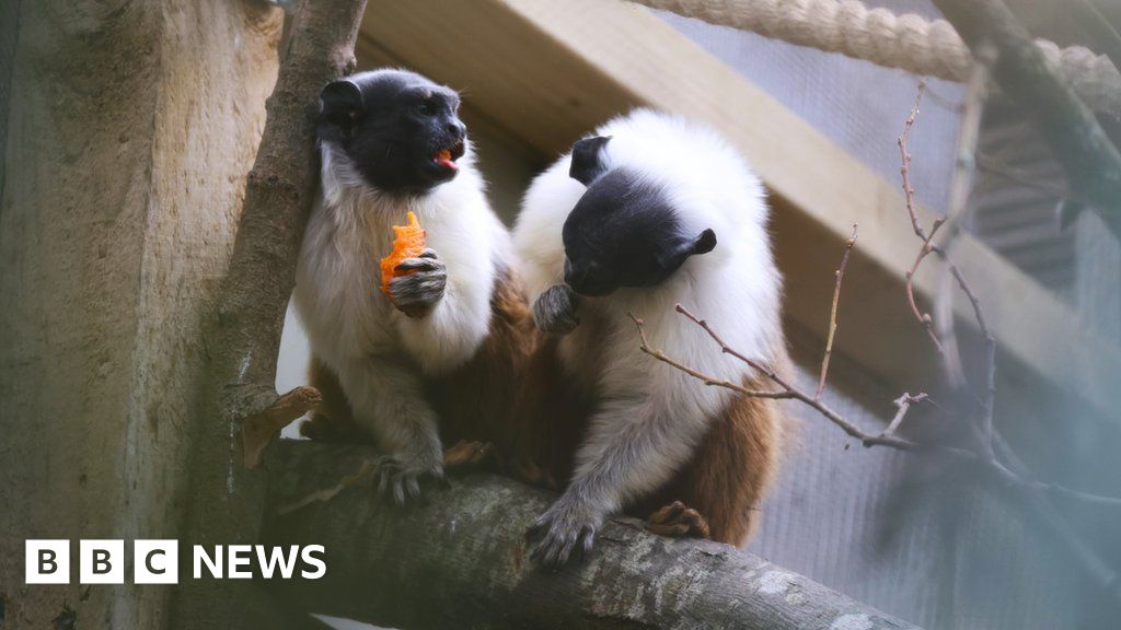 Newquay Zoo welcomes family of 'amazing' pied tamarins - BBC News