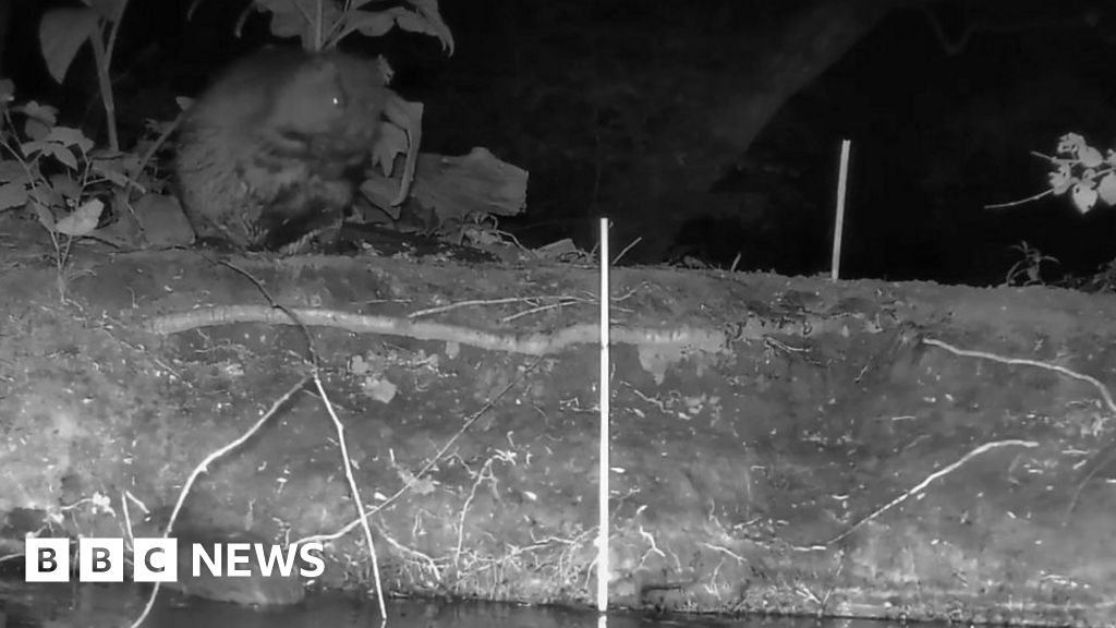 Staffordshire welcomes birth of first beaver in 400 years - BBC News