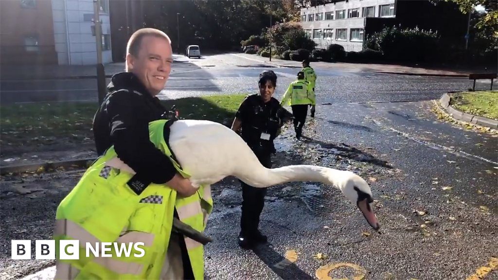 Leicester police stop traffic to help lost swan - BBC News
