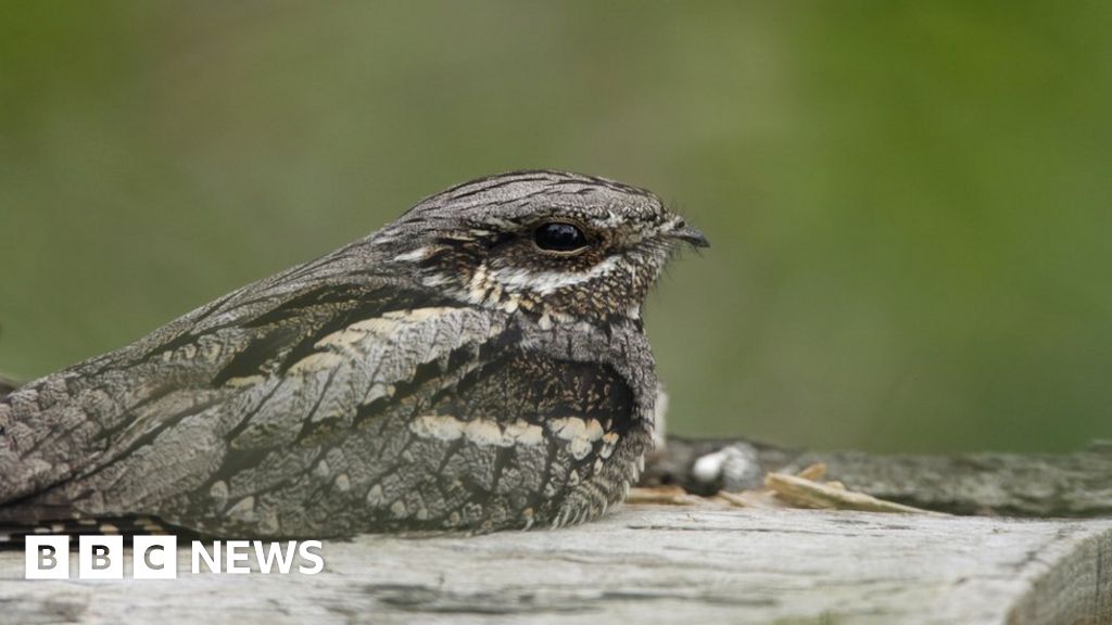 Elusive nightjar back at RSPB Sandy reserve - BBC News