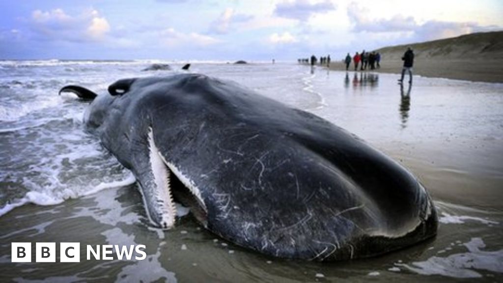 Northern lights linked to North Sea whale strandings
