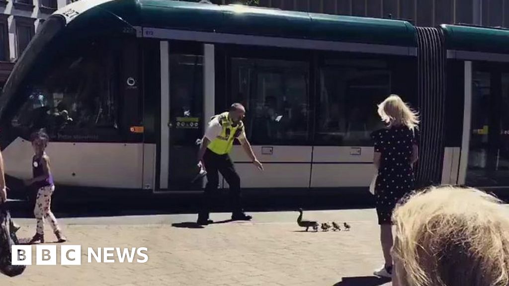 Duck family guided safely by officer through city