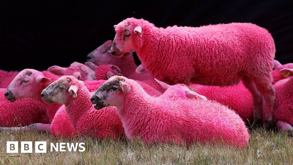 Latitude Festival: RSPCA critical of pink sheep tradition as pressure ...