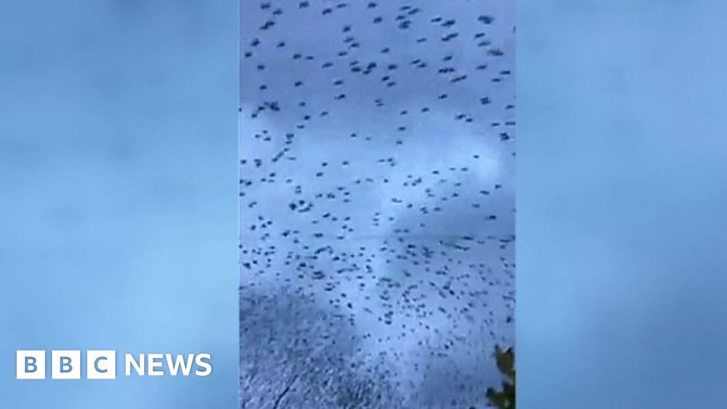 Starling murmuration amazes Cambridgeshire birdwatchers - BBC News