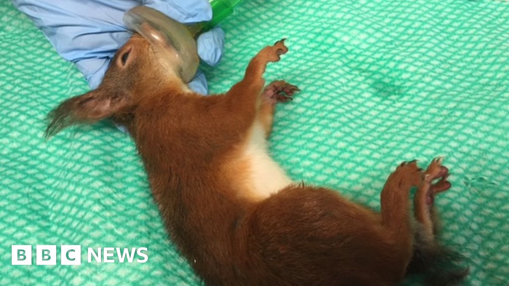 A year of animal magic - BBC News