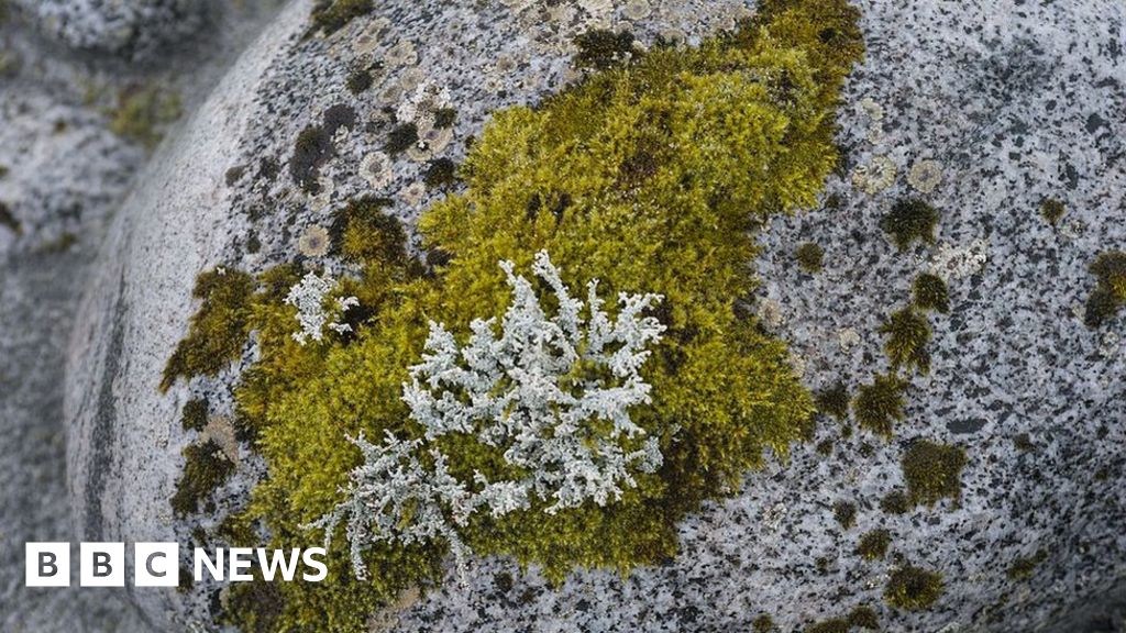 Mountain biker discovers rare lichen in UK first - BBC News