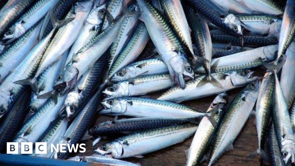 Scottish fish landing tonnage drops but value rises - BBC News