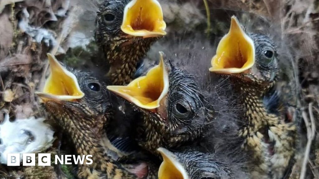 Rescued robin chicks were 'moments' from being crushed - BBC News