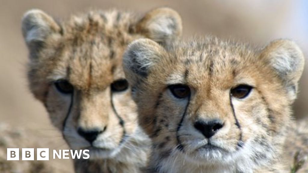 Cheetahs heading towards extinction as population crashes - BBC News