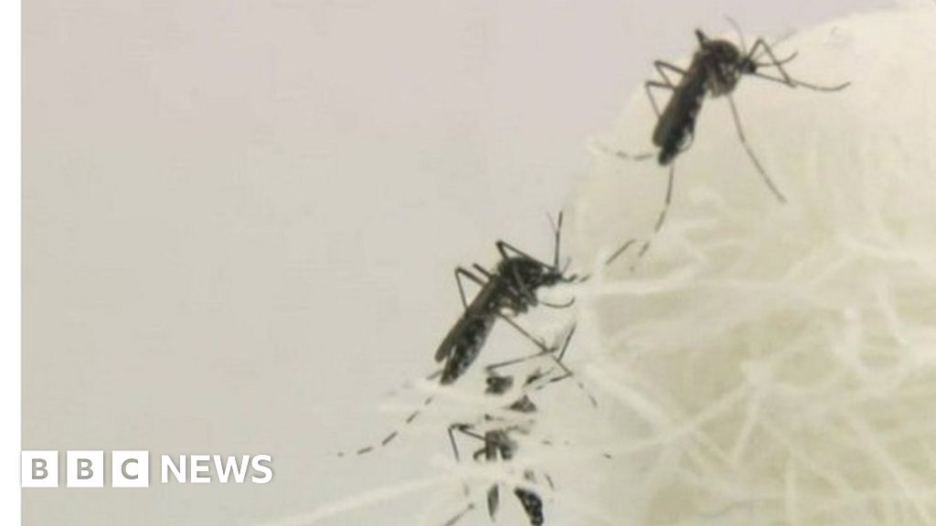 Rio Olympics Zika: Opinion divided over threat of virus - BBC News