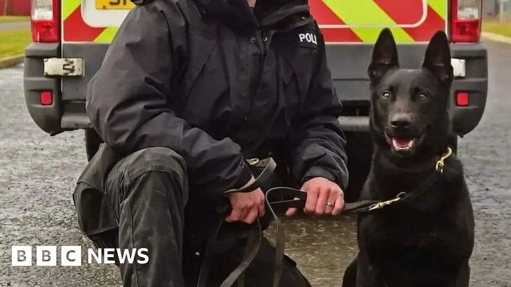 Amputated legs could be used in police dog training