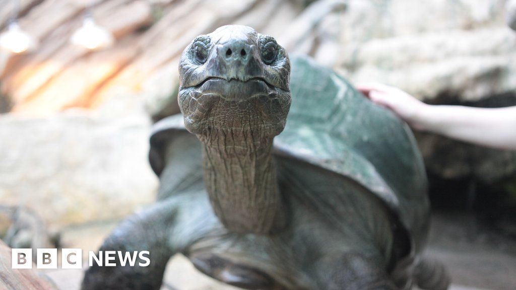 Bristol Zoo giant tortoise notches up 42 years