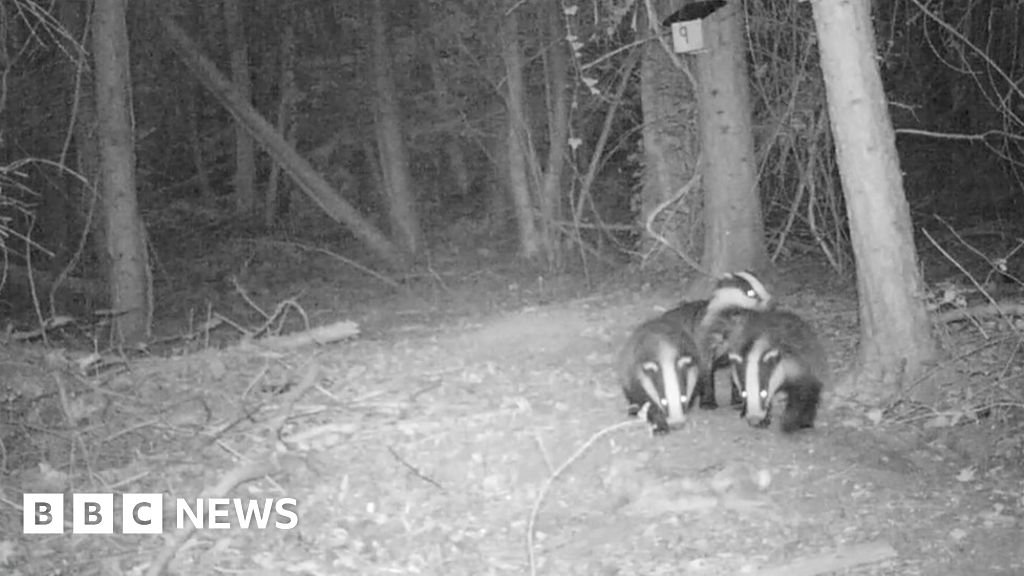 Badger-baiting trio jailed for 'medieval barbarity' - BBC News