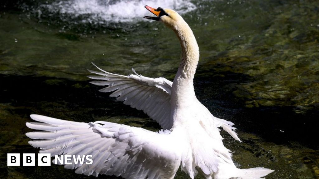 One swan killed and two injured in 'cruel' attack in Rhyl