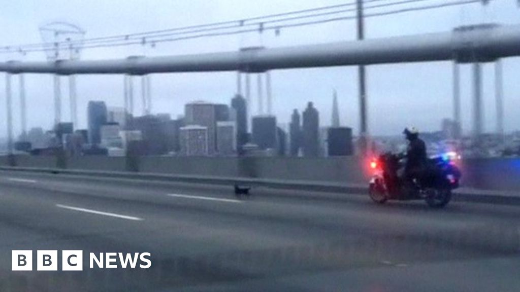 Road runner: California police chase runaway dog - BBC News