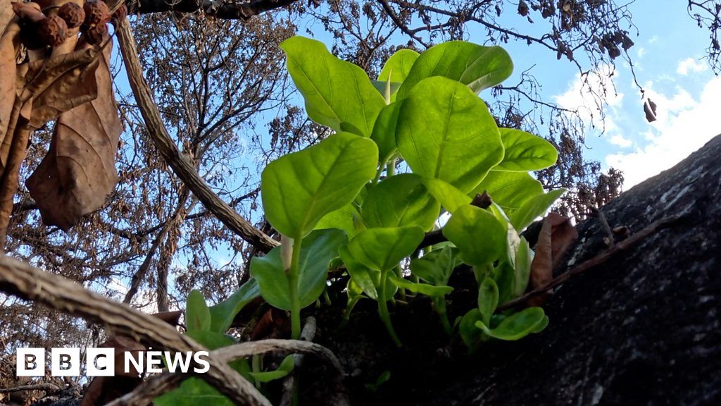 Lahaina's iconic banyan tree shows signs of life - BBC News