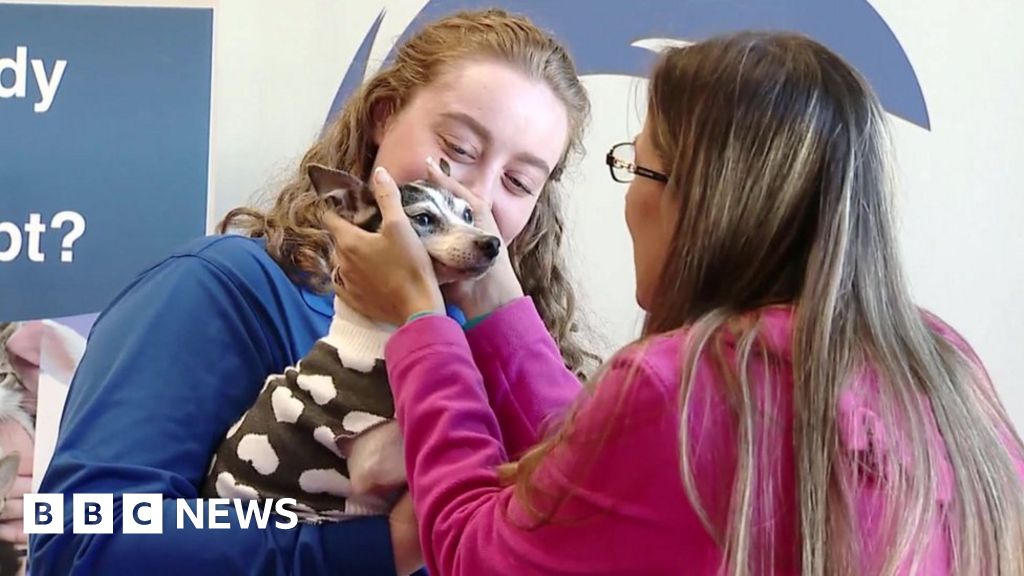 Florida woman reunited with missing dog 12 years later - BBC News