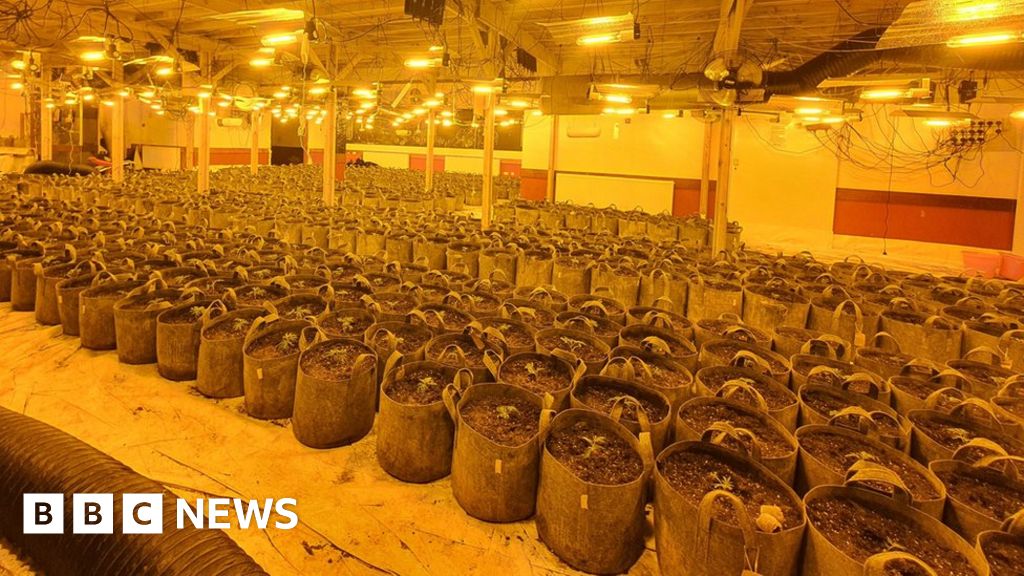 Sunbury: Large cannabis farm discovered by Surrey Police - BBC News