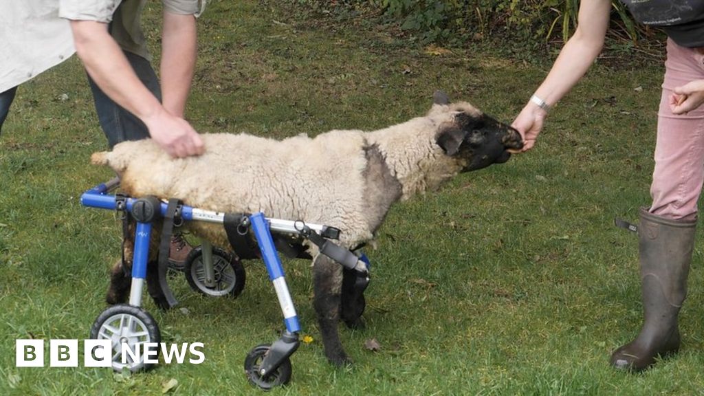 Sheep's wheels help her overcome broken leg