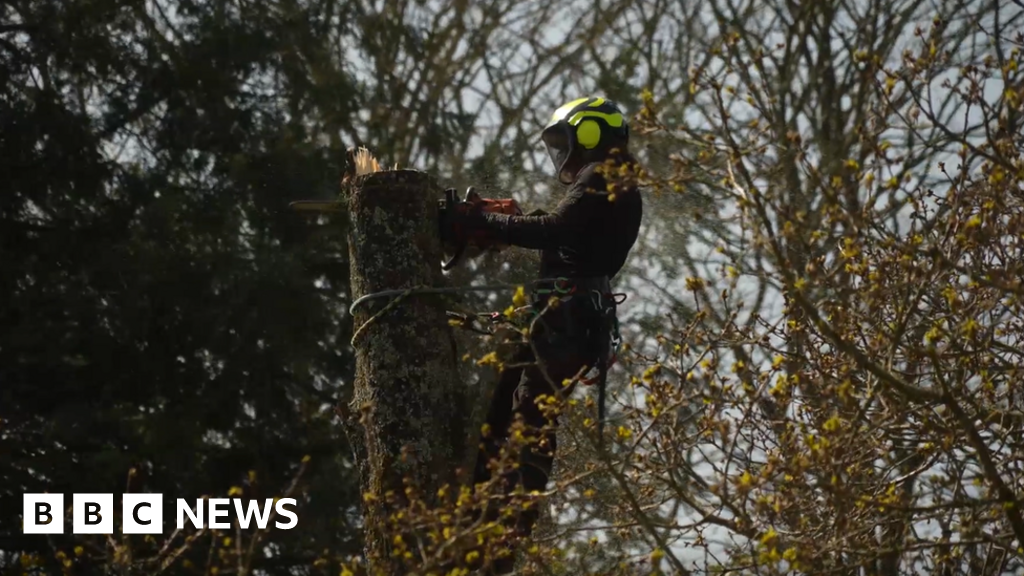 Jersey tree cutting rule change proposals 'too strict' - BBC News