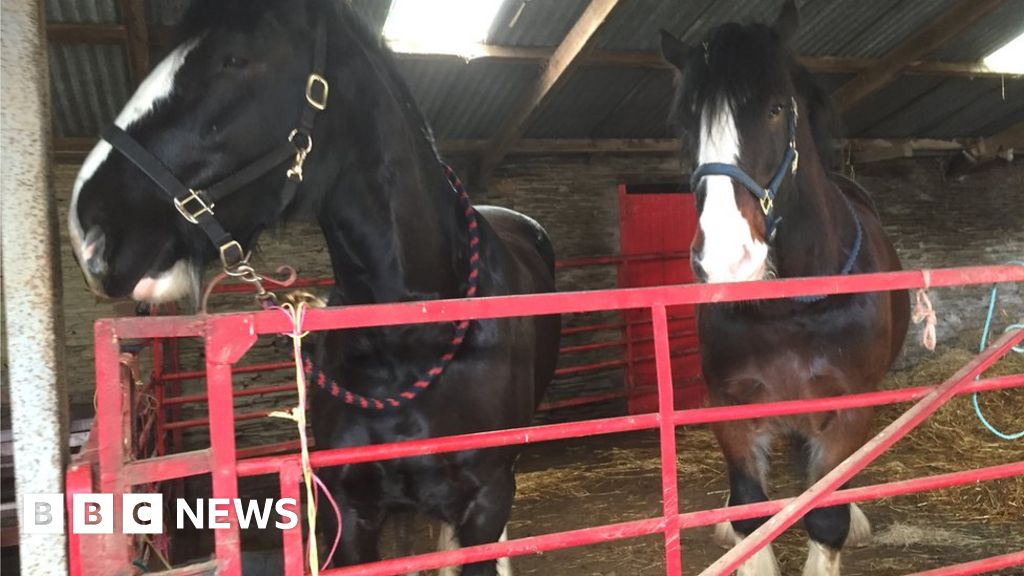 Welsh shires to be Middle East military parade horses - BBC News