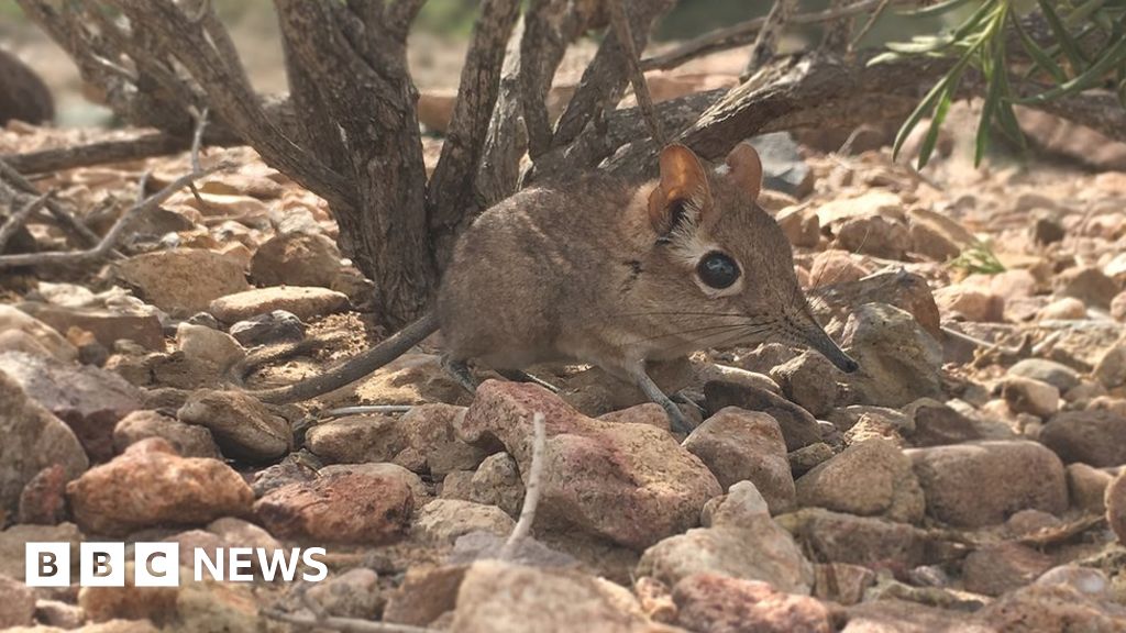 Elephant shrew rediscovered in Africa after 50 years - BBC News