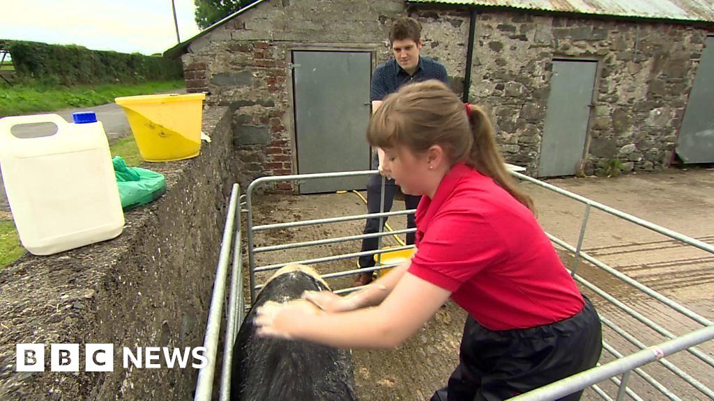 Getting ready for a pig show - BBC News
