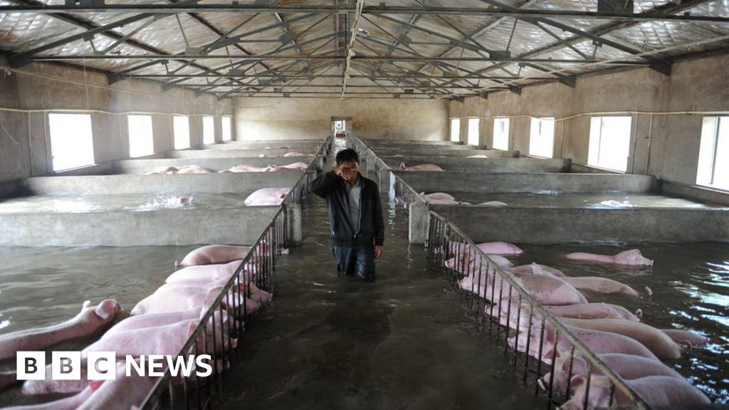 Farmers' tearful farewell to flooded pigs prompts sympathy online - BBC ...