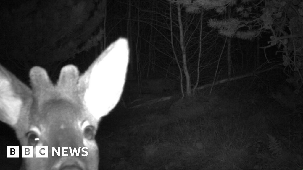 Durham project captures region's wildlife on camera - BBC News