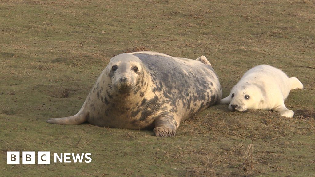 Seal pups across the UK are 'at risk from toxic chemicals' - BBC News