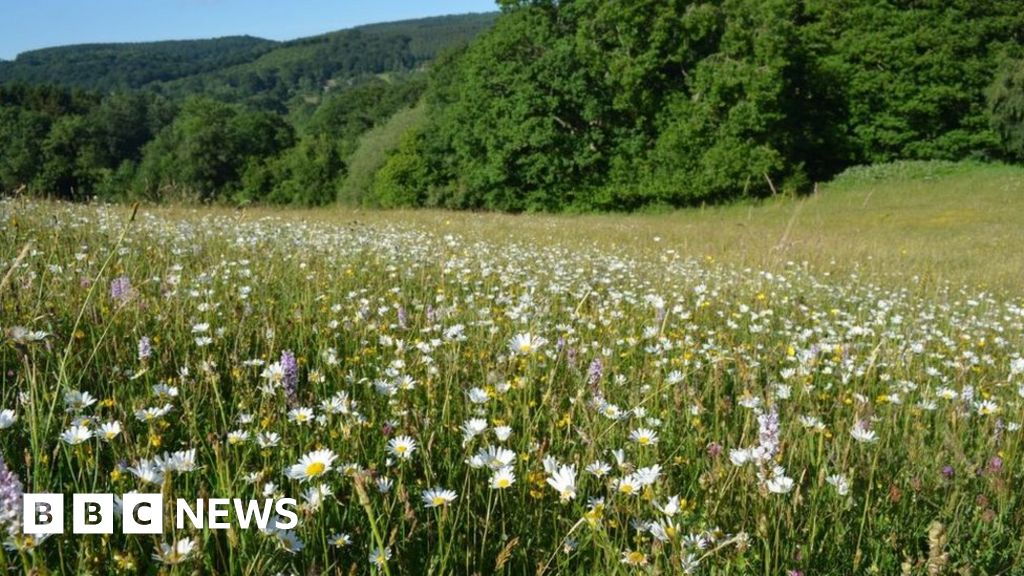 Prince of Wales fund: Salisbury Plantlife charity given £390,000 - BBC News