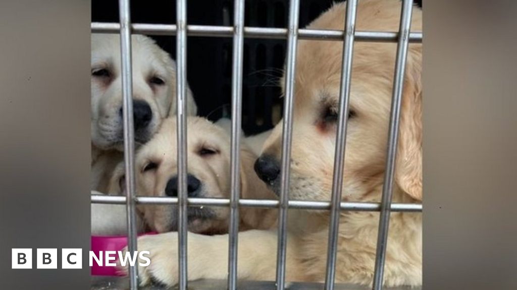 Belfast Harbour: Fifty-seven puppies rescued in smuggling crackdown ...