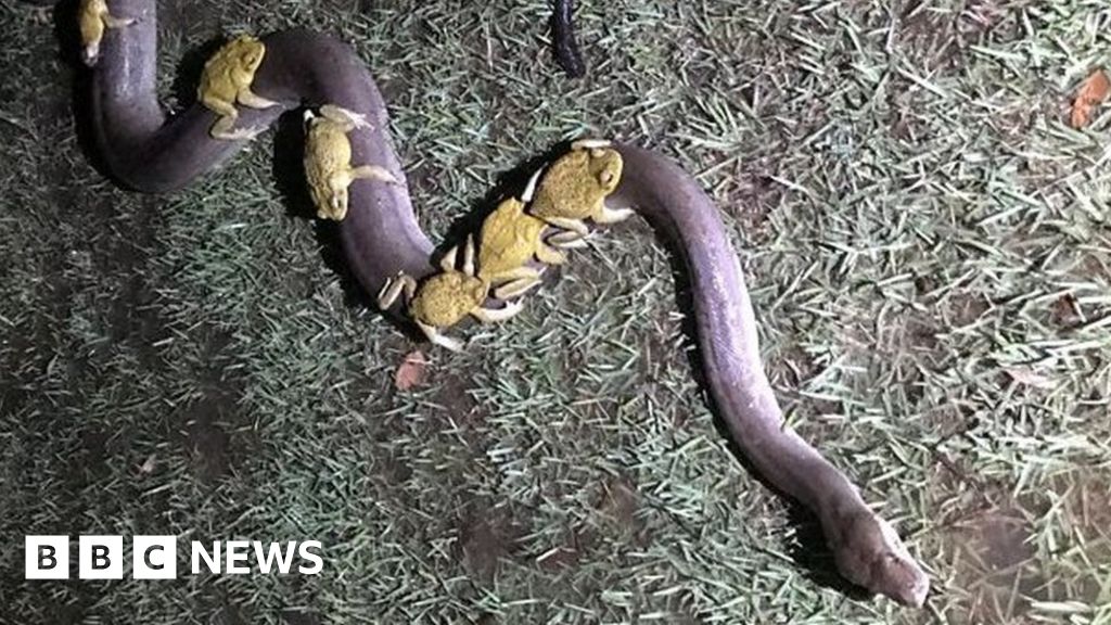 Australian cane toads hitch ride on python's back