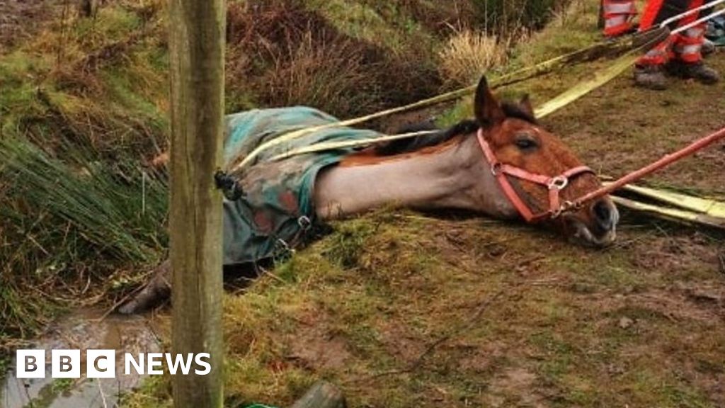 Footage captures horse rescued in Wythall - BBC News