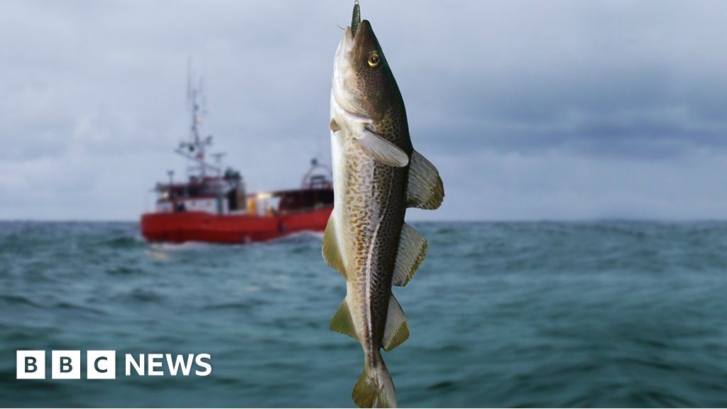 Why cod could have regional accents - BBC News
