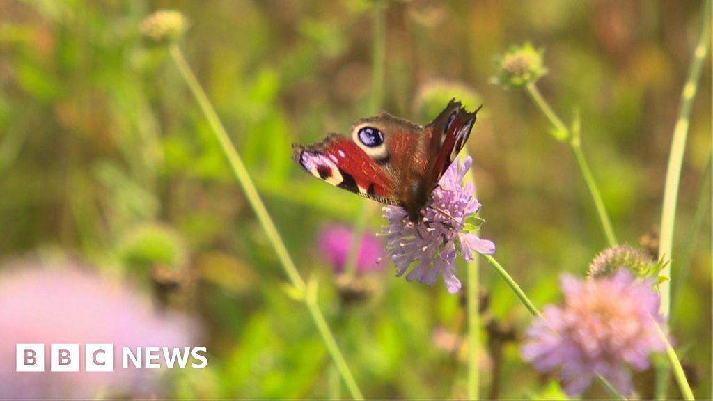 Butterfly Conservation: Flower planting plea to boost numbers - BBC News