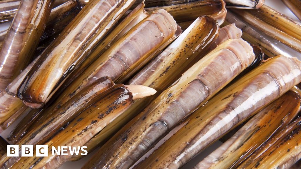 Electro-fishing trial for razor clams to be held - BBC News