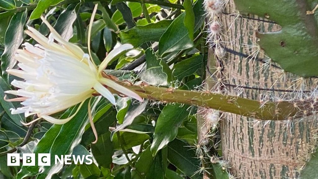 Rare moonflower blooms again in Cambridge - BBC News