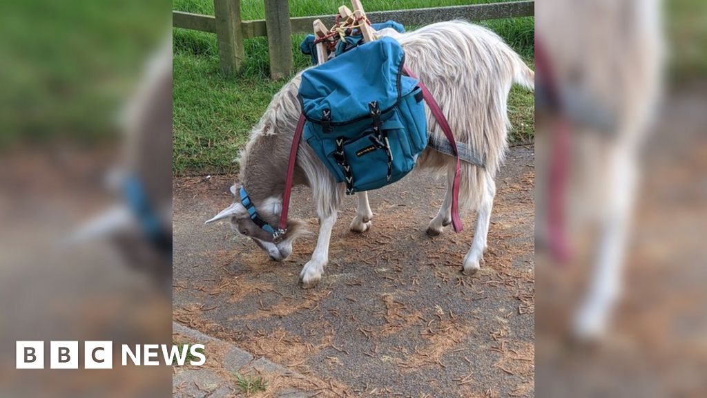 Oxfordshire goat that delivers eggs to villagers in Sibford Ferris is ...