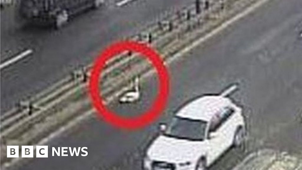 Swan on M6 near Birmingham holds up traffic