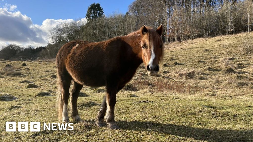 Ponies aid Cotswold nature reserve conservation work - BBC News